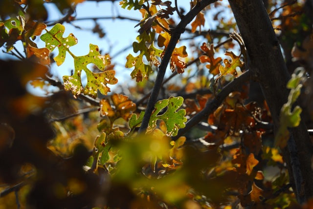 Fall Colors At San Miguel Olive Farm